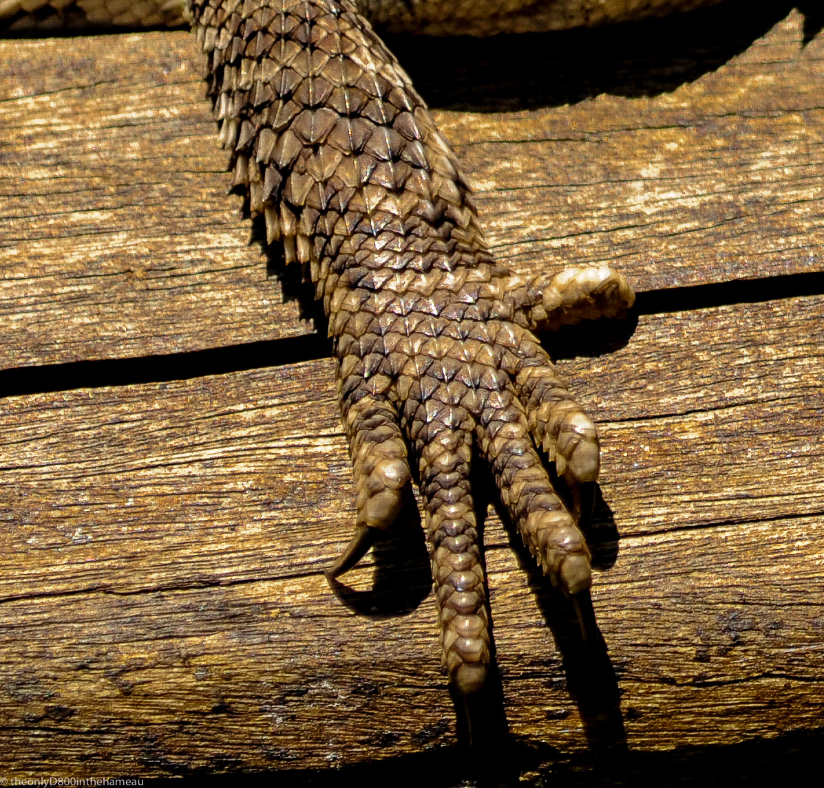 Macro Moments: Week 21 – Claw | theonlyD800inthehameau