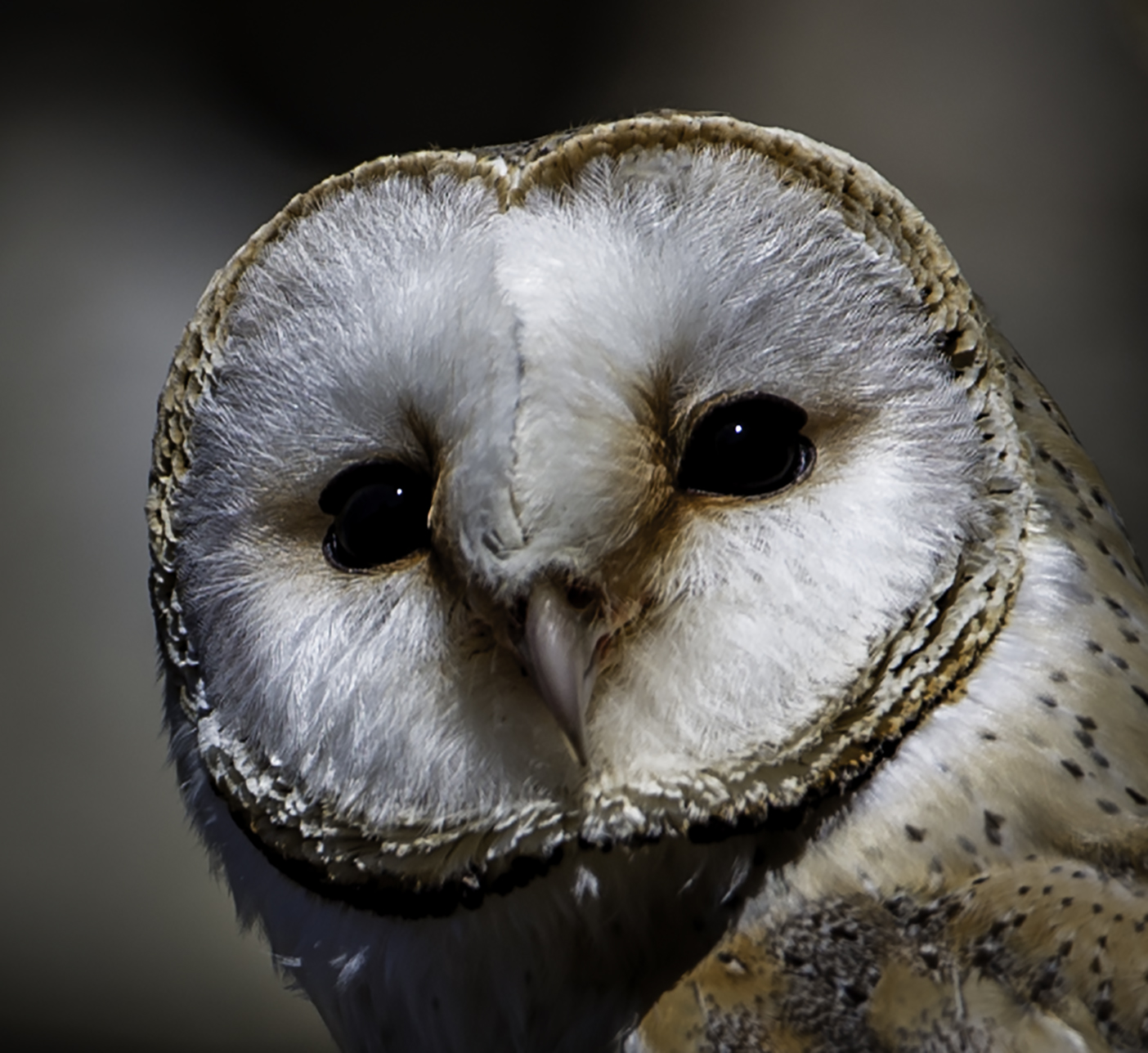 Macro Moments Week 30: Quizzical Owl | theonlyD800inthehameau