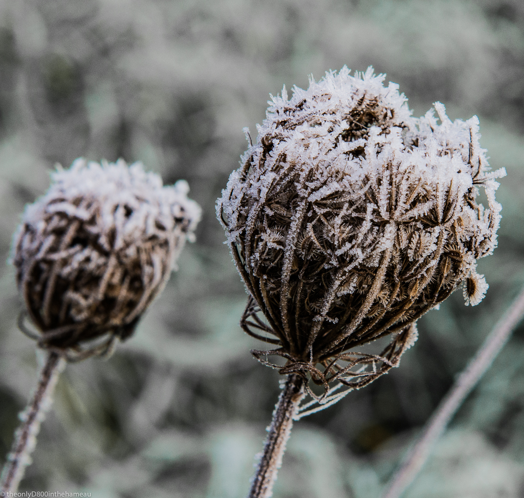 Tuesday Photo Challenge: Fuzzy | theonlyD800inthehameau