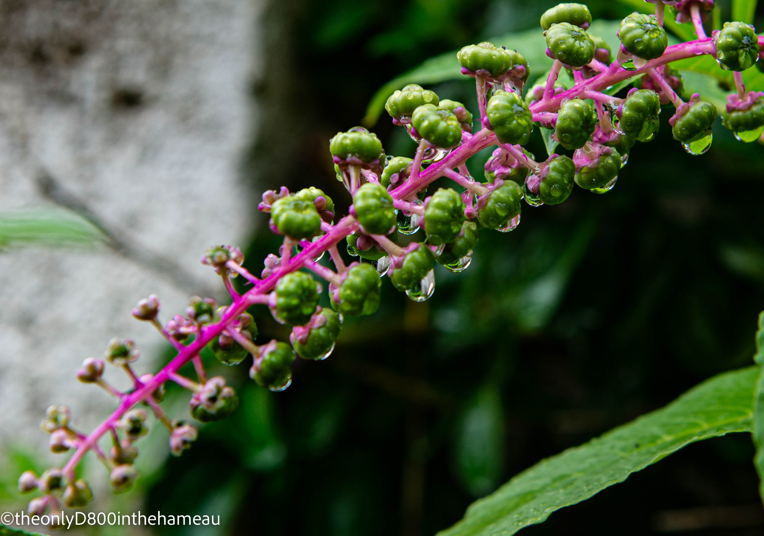 Can’t Go Wrong With Raindrops | theonlyD800inthehameau