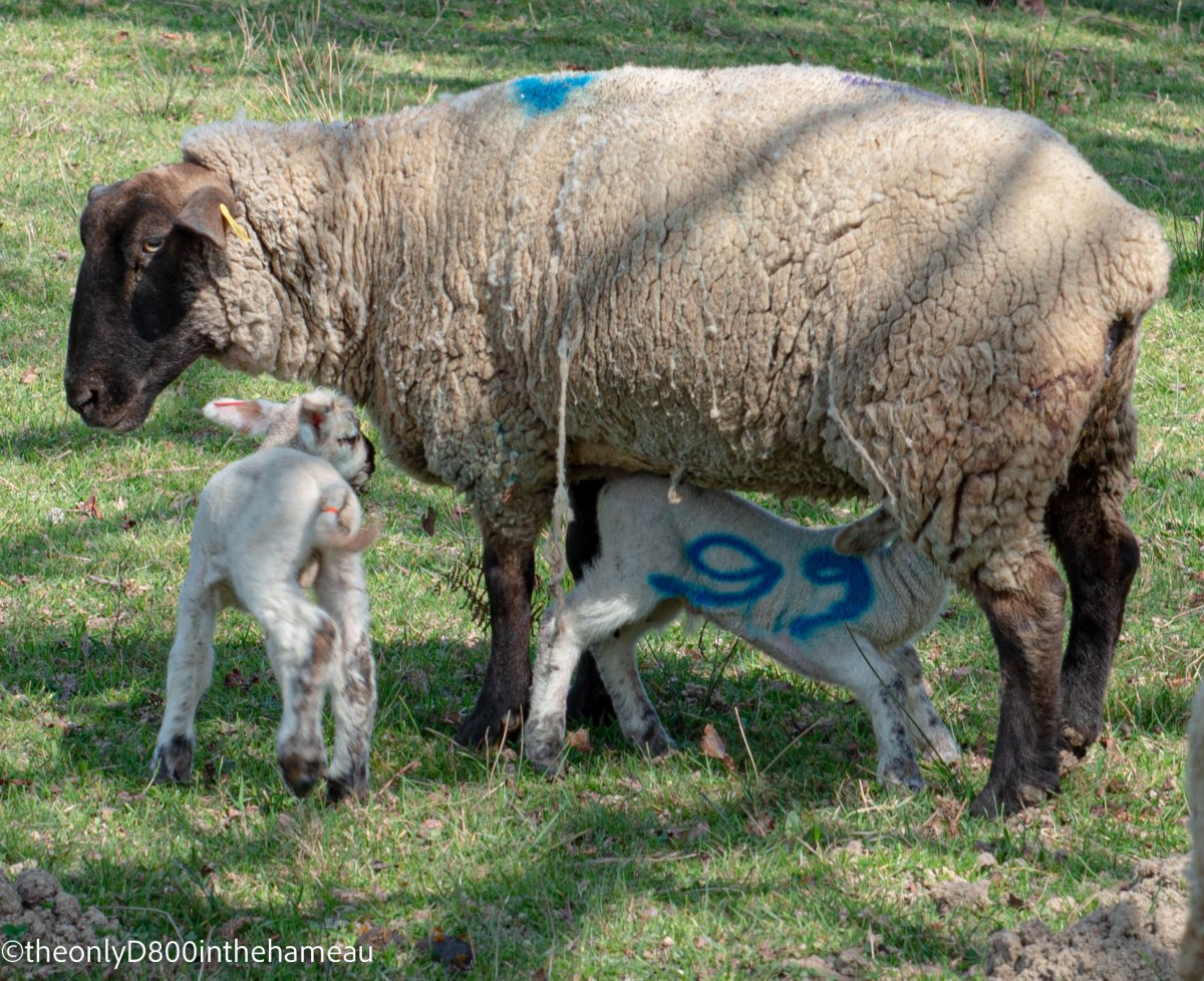 Lambing Time | theonlyD800inthehameau