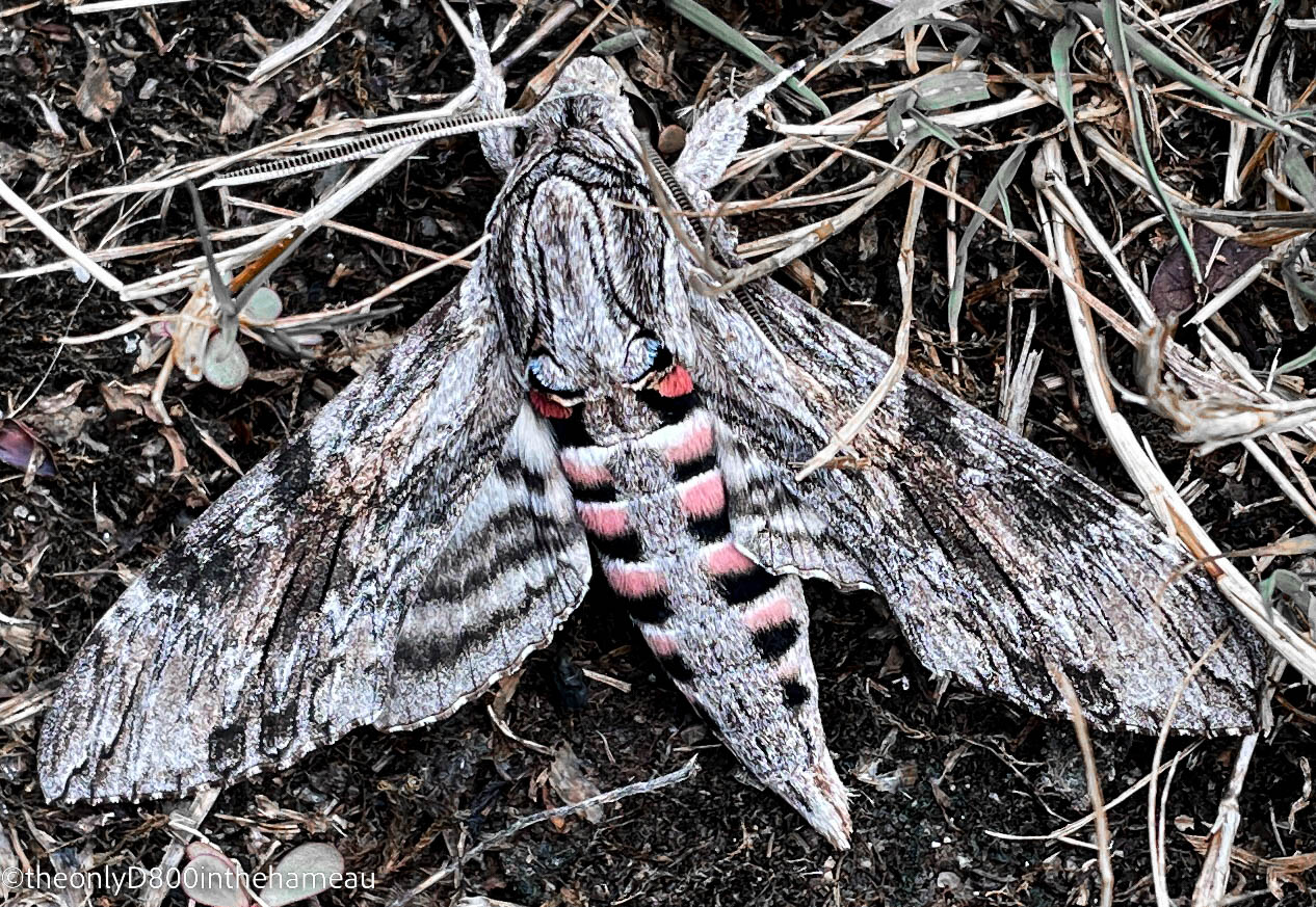 A Big Old Moth | theonlyD800inthehameau