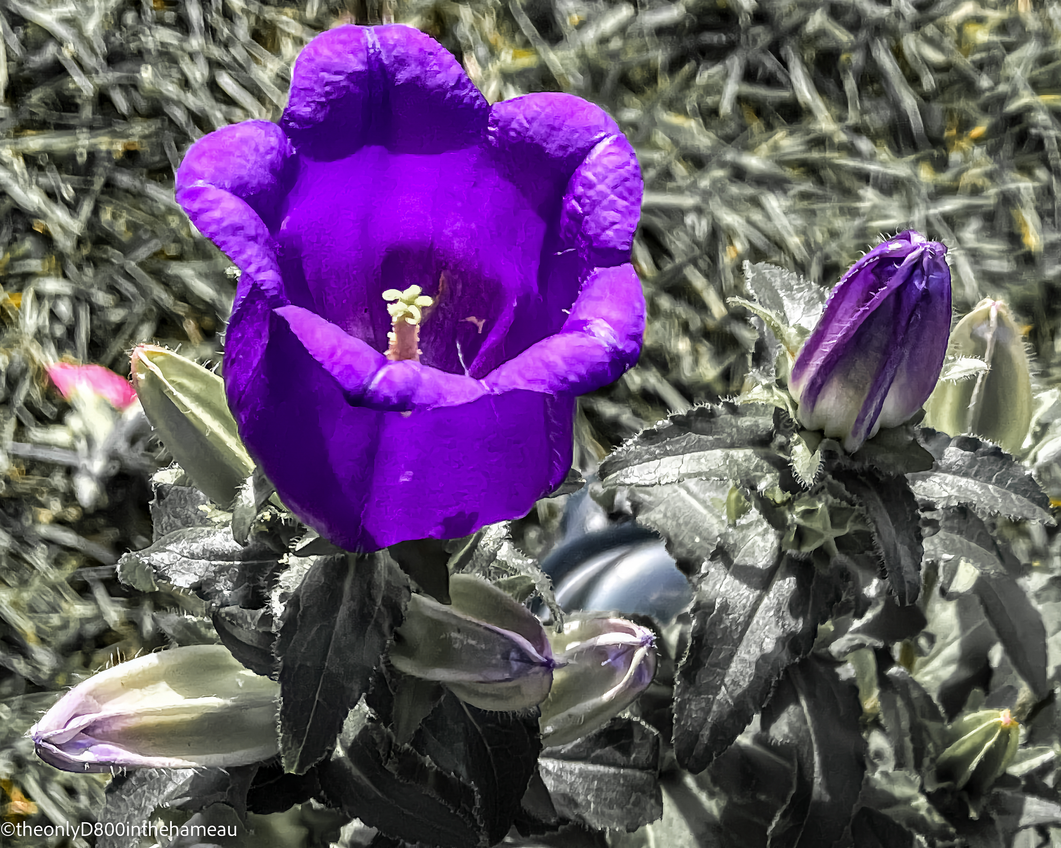 Imperial Purple | theonlyD800inthehameau