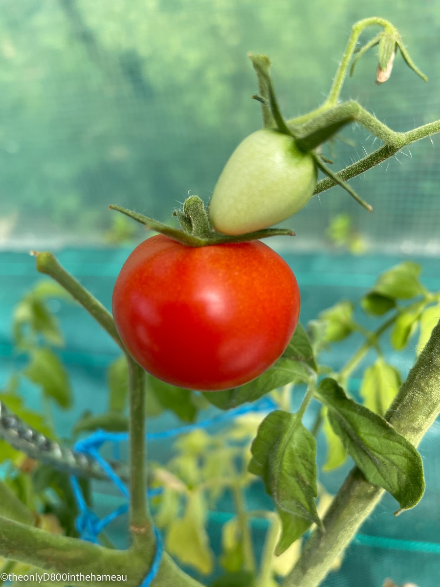 Tomato Time | theonlyD800inthehameau