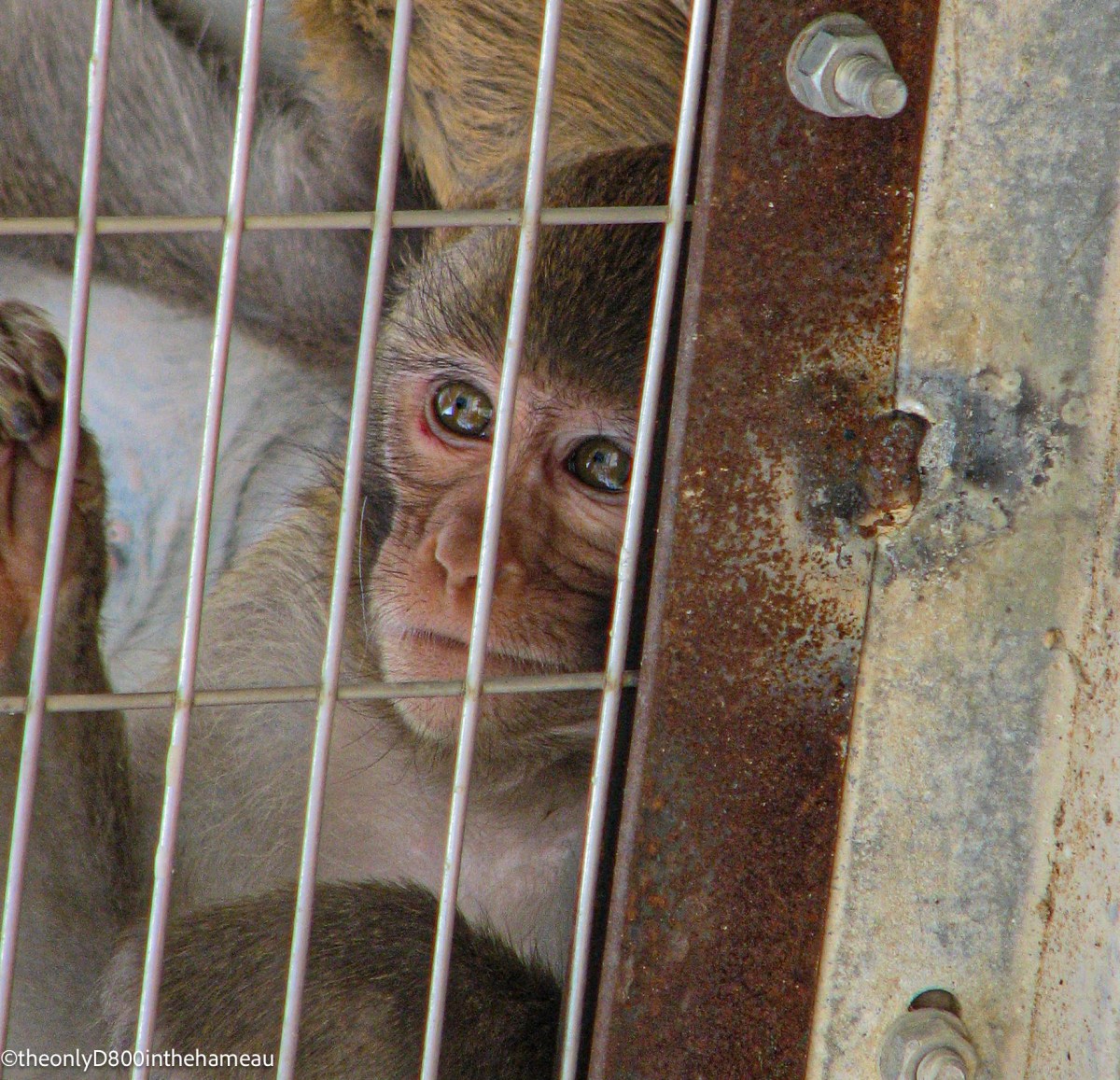 Lens-Artists Challenge: Zoo | theonlyD800inthehameau